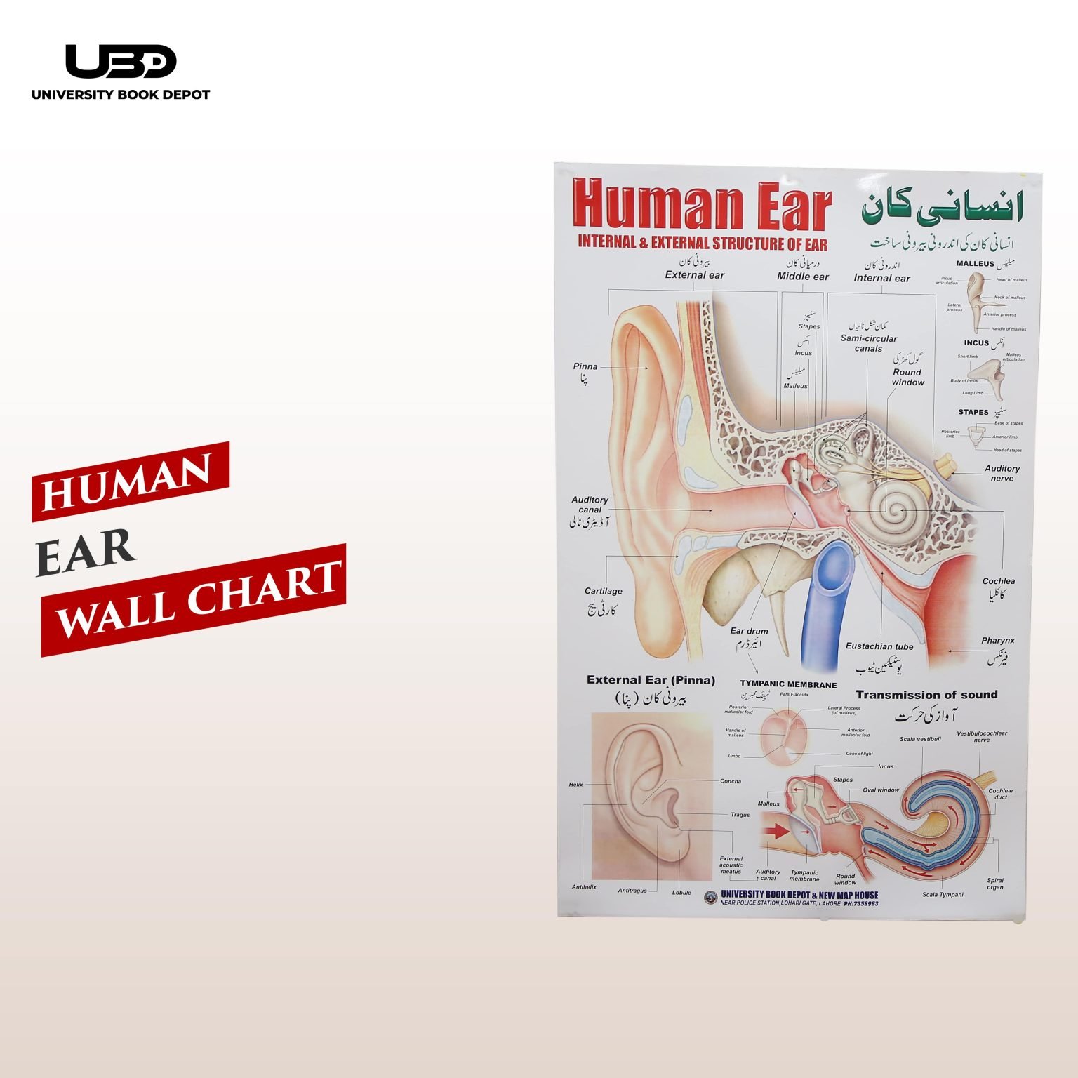 Human Ear Wall chart for Class rooms Decoration – University Book Depot